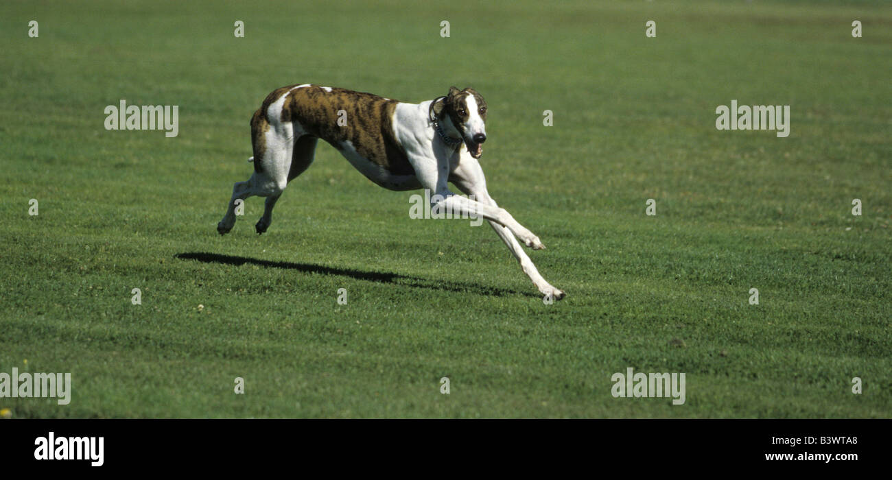 Greyhound running in a field Stock Photo - Alamy