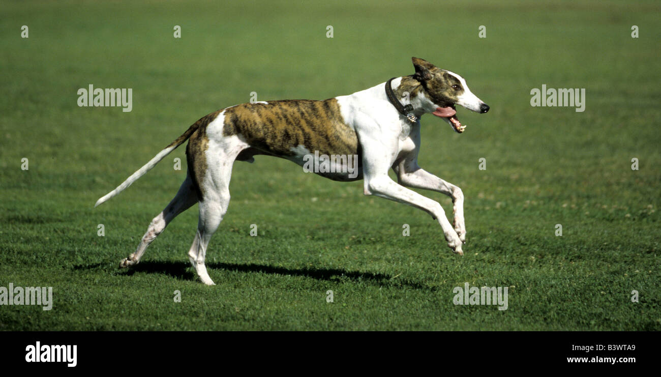 Greyhound running in a field Stock Photo - Alamy