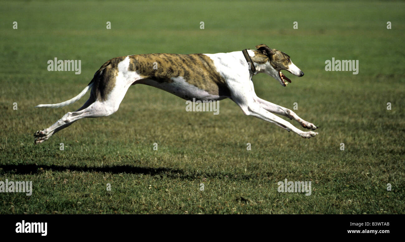 Greyhound running in a field Stock Photo - Alamy