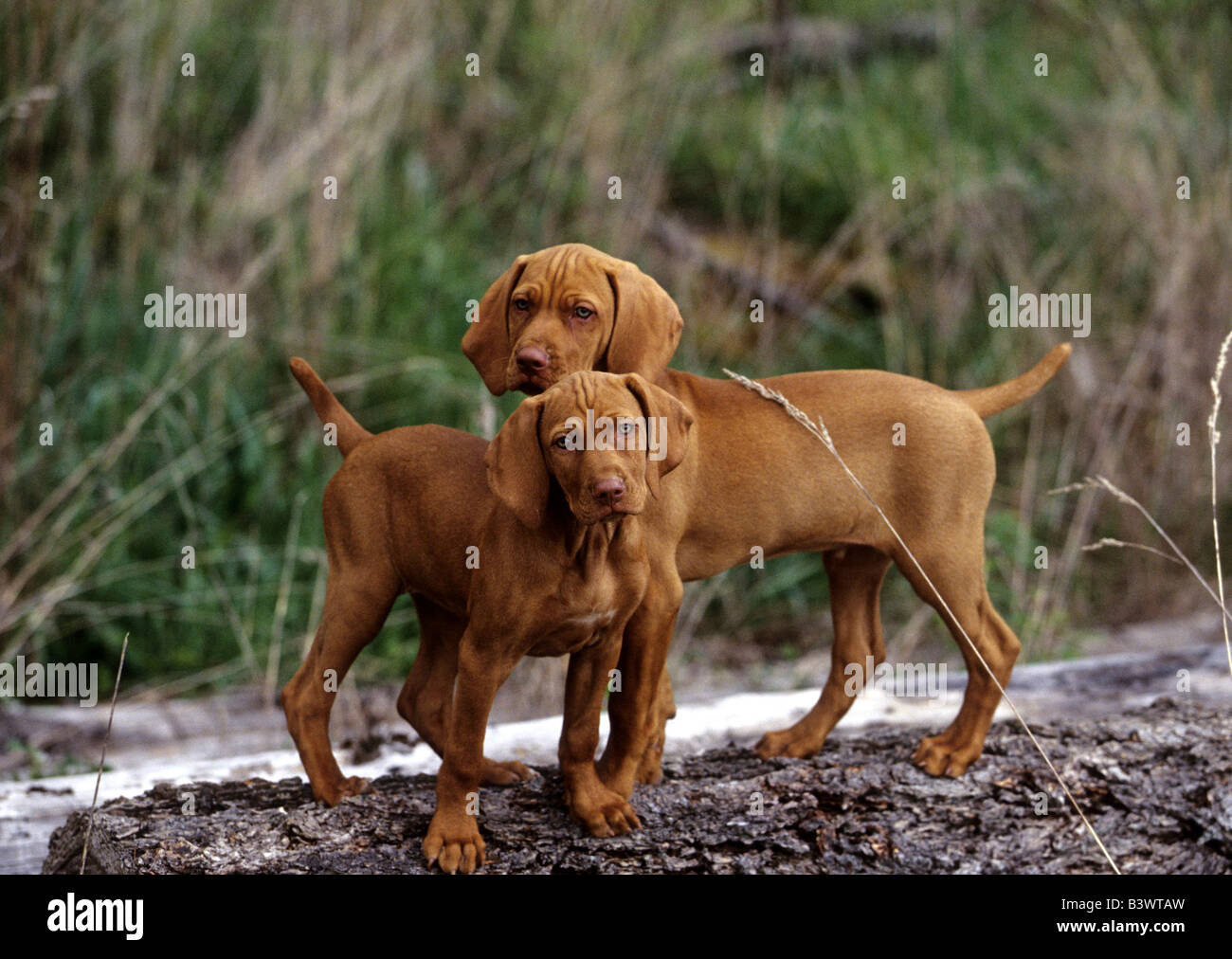 Two Vizsla puppies standing on a wooden plank Stock Photo - Alamy