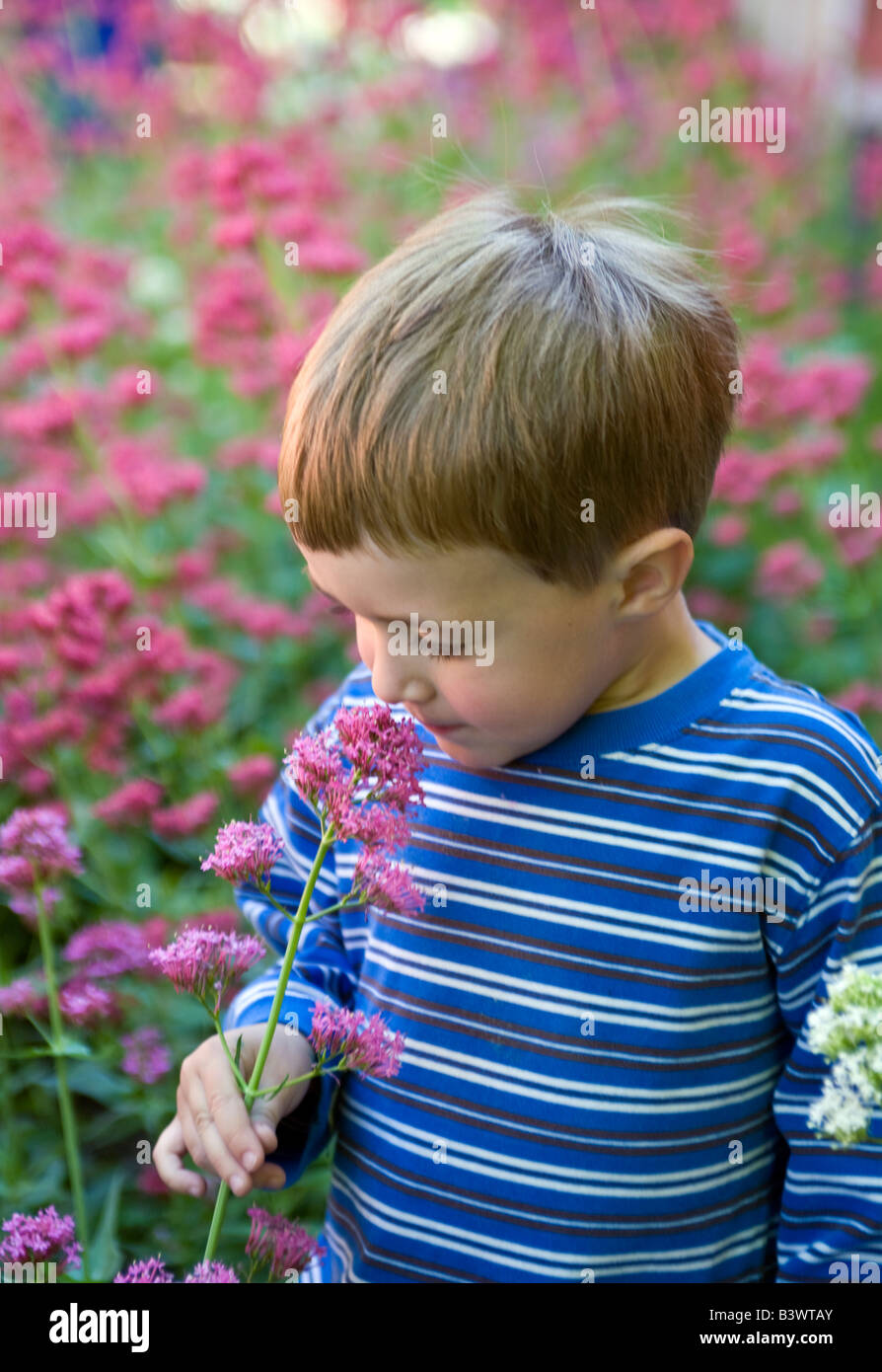 A young boy in a field of flowers Stock Photo - Alamy