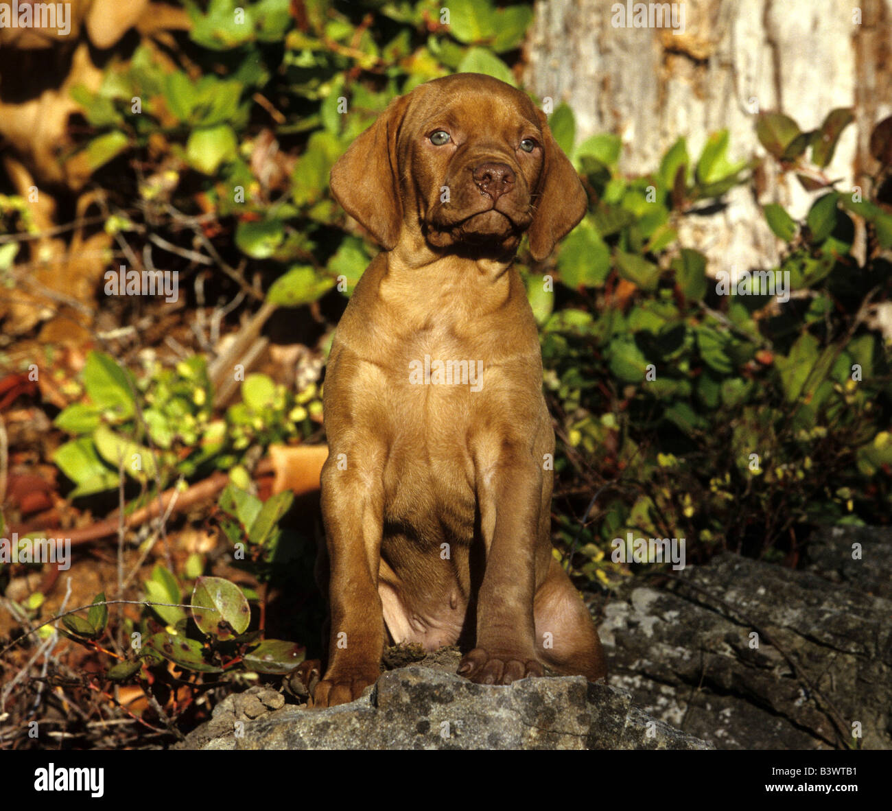 Vizsla puppy sitting in a forest Stock Photo - Alamy