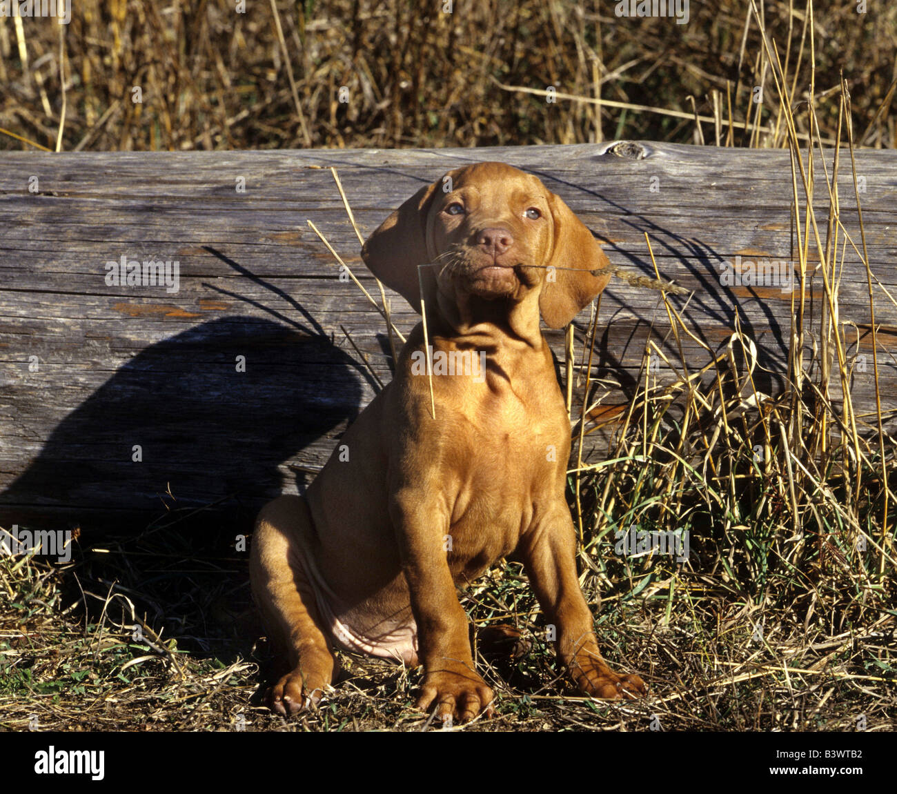 Vizsla puppy sitting in a field Stock Photo - Alamy