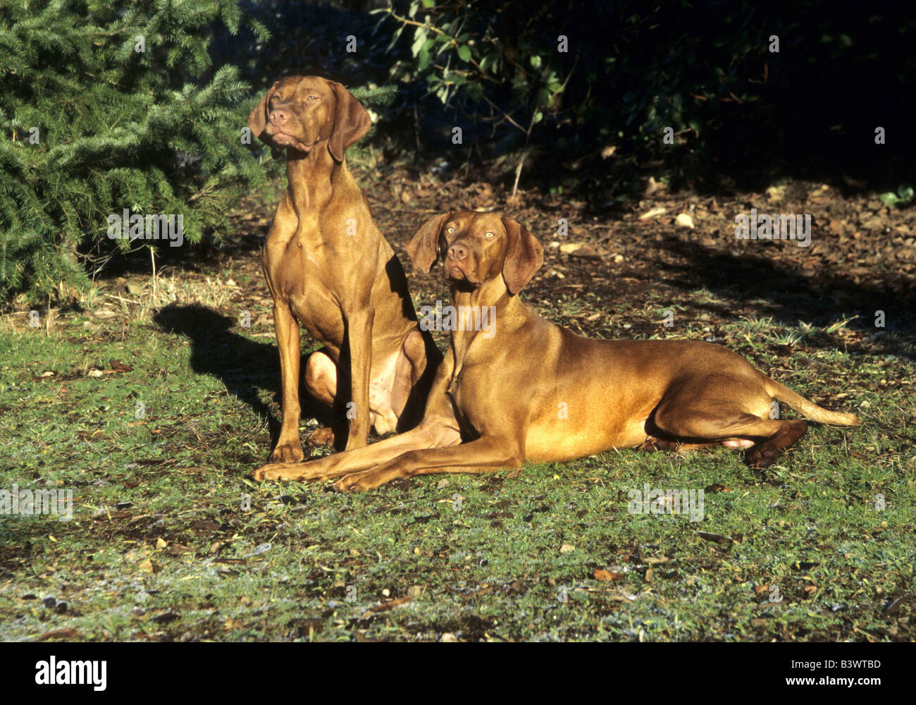 Two Vizsla dogs sitting together in a field Stock Photo - Alamy
