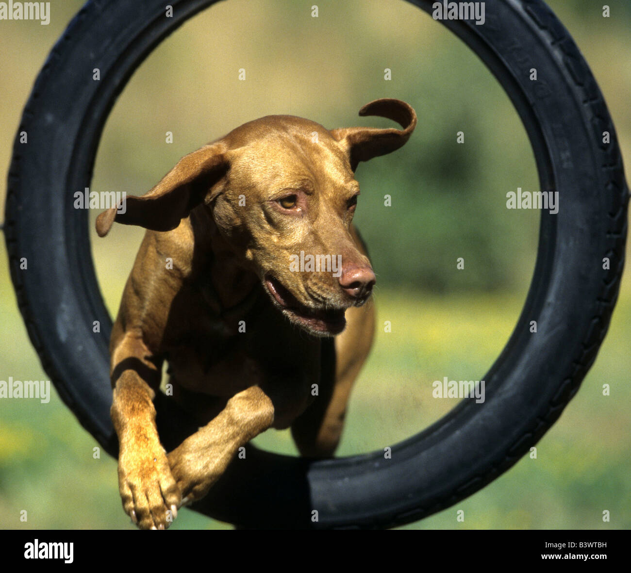 Jumping through a tire hi-res stock photography and images - Alamy