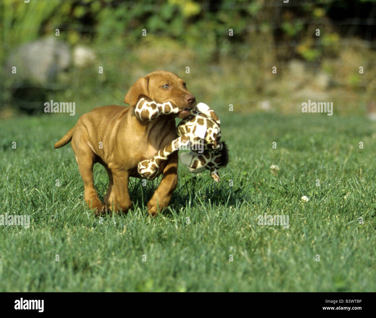 Puppy carrying a toy hi-res stock photography and images - Alamy