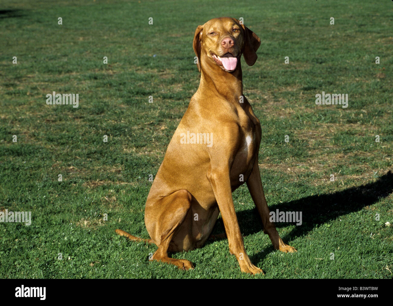Vizsla dog sitting in a field Stock Photo - Alamy