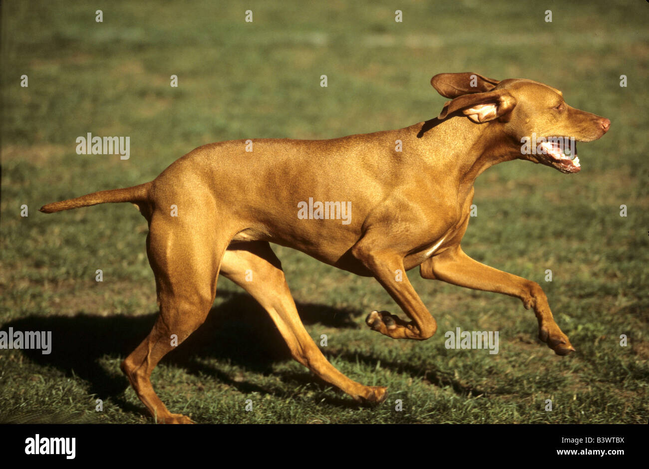 Vizsla dog running in a field Stock Photo - Alamy