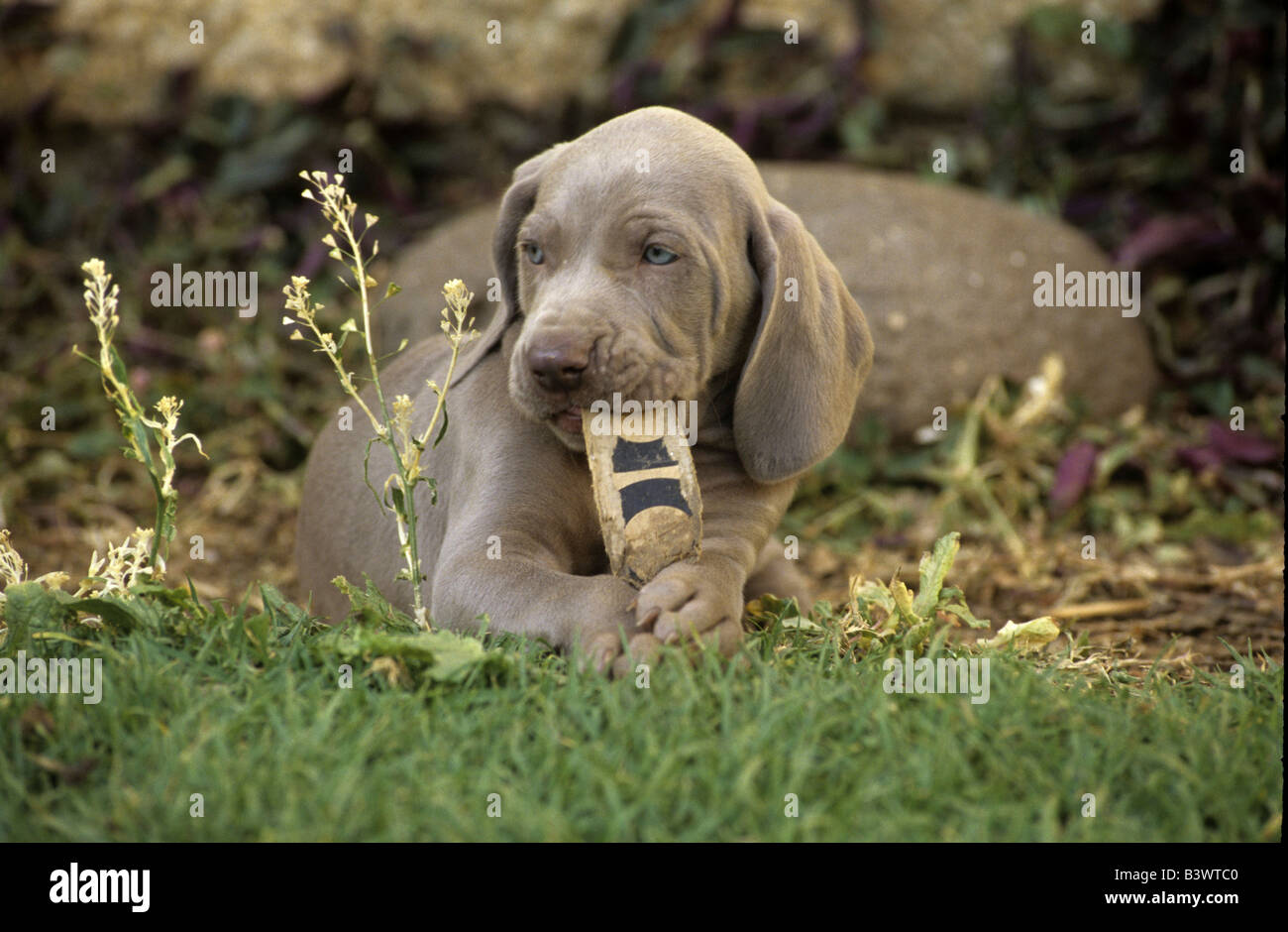 Weimaraner puppy chewing a stick Stock Photo - Alamy