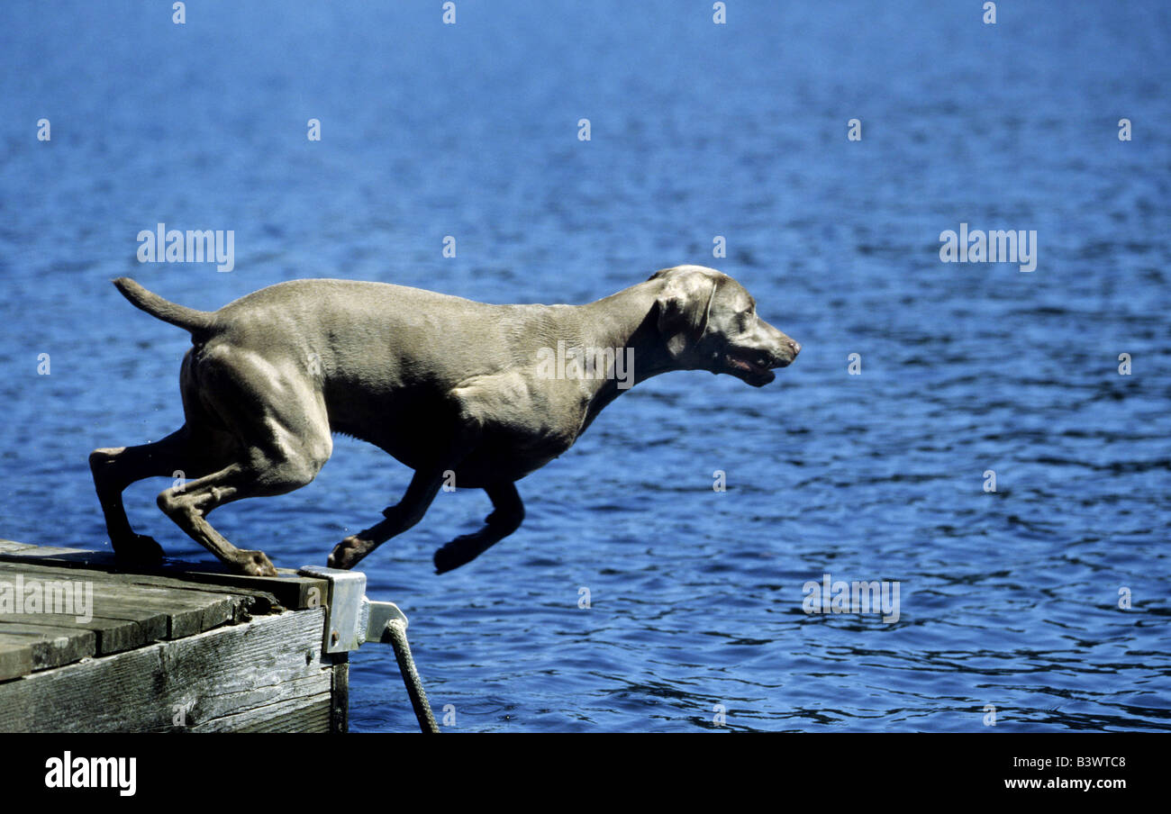 Jumping dog of a pier hi-res stock photography and images - Alamy