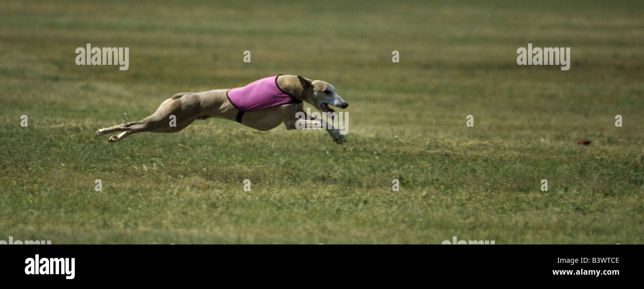 Whippet speed hi-res stock photography and images - Alamy