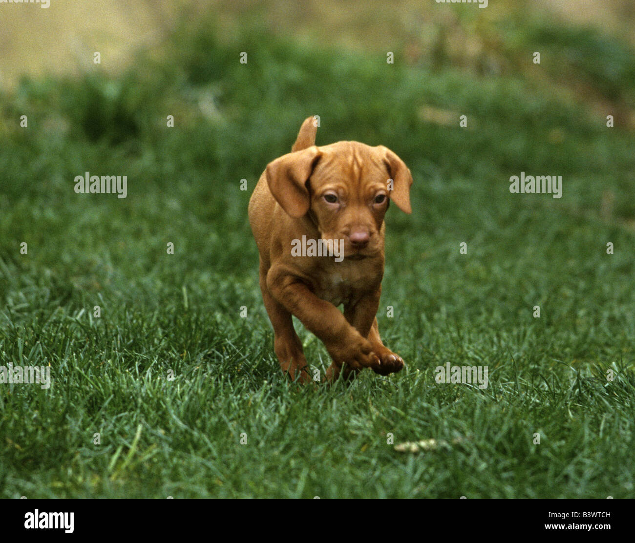 Vizsla puppy running in a field Stock Photo - Alamy