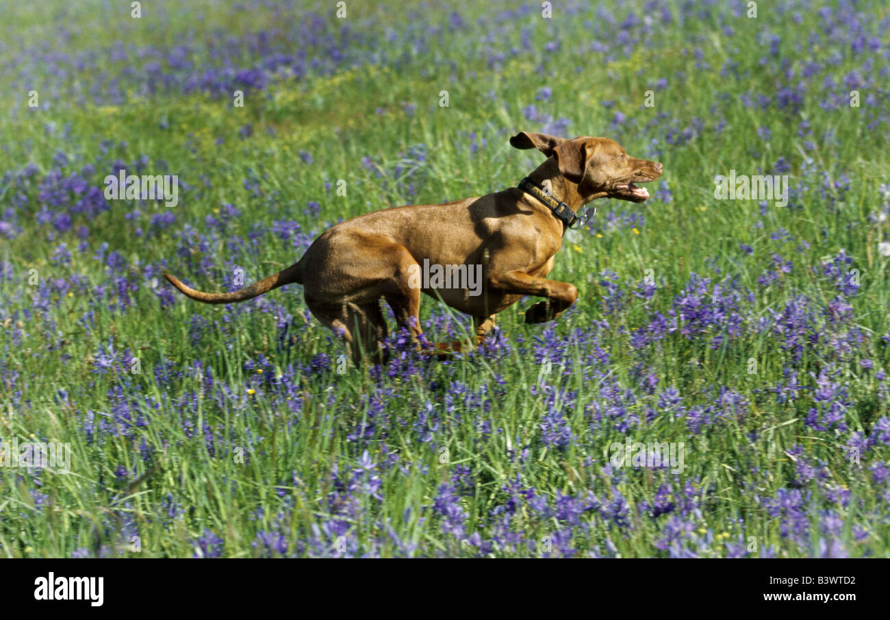 Vizsla dog running in a field Stock Photo - Alamy