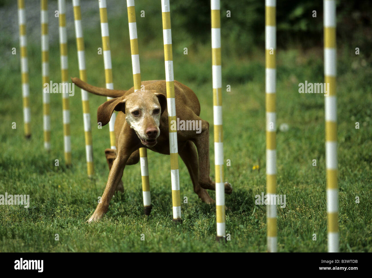 Vizsla dog weaving through poles Stock Photo - Alamy