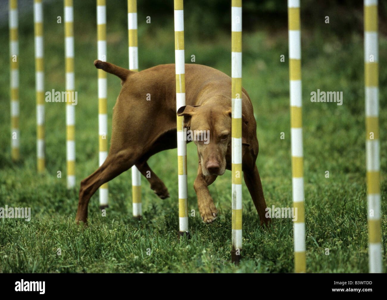 Weaving poles hi-res stock photography and images - Alamy