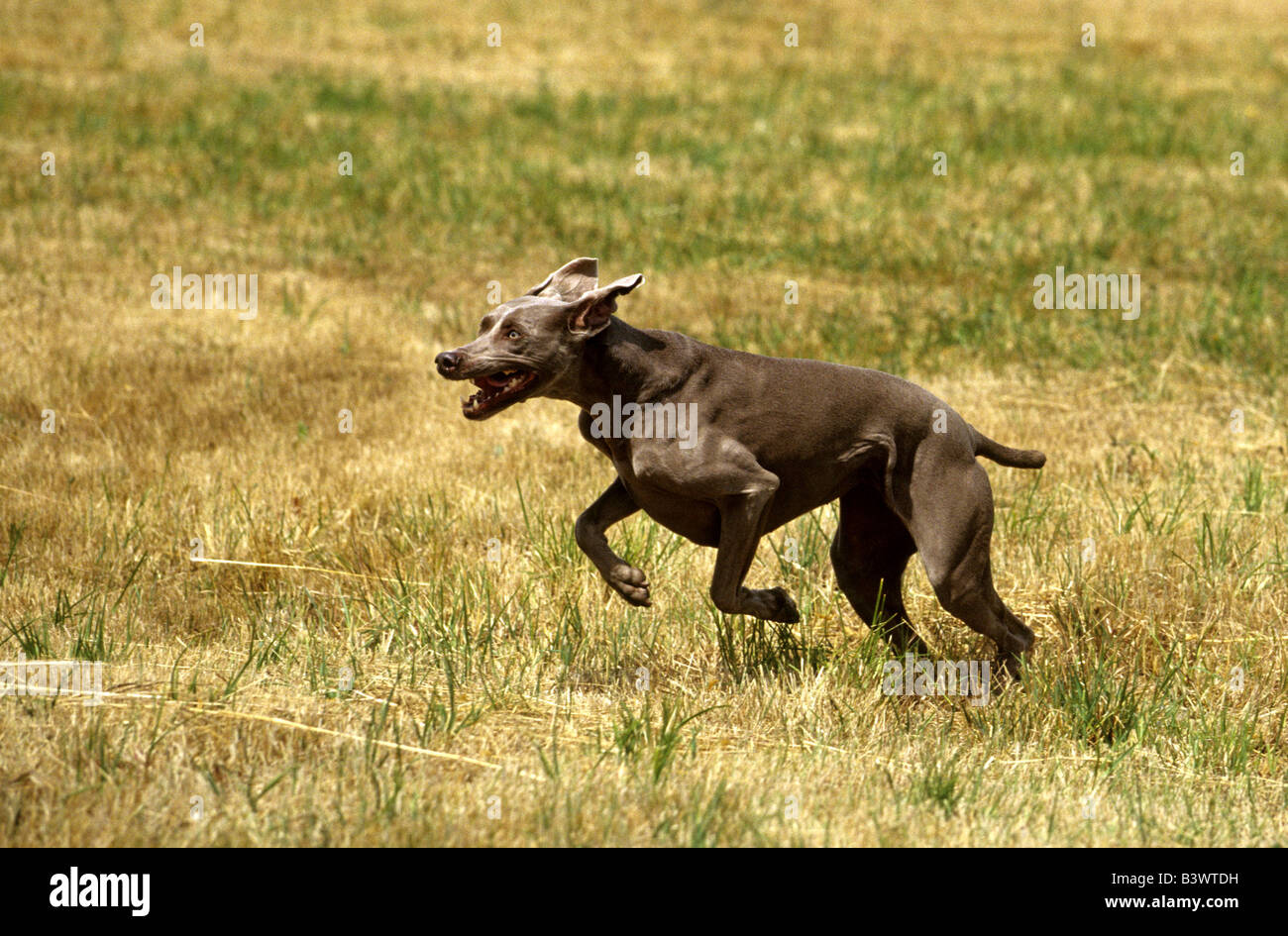 Weimaraner dog running in a field Stock Photo - Alamy