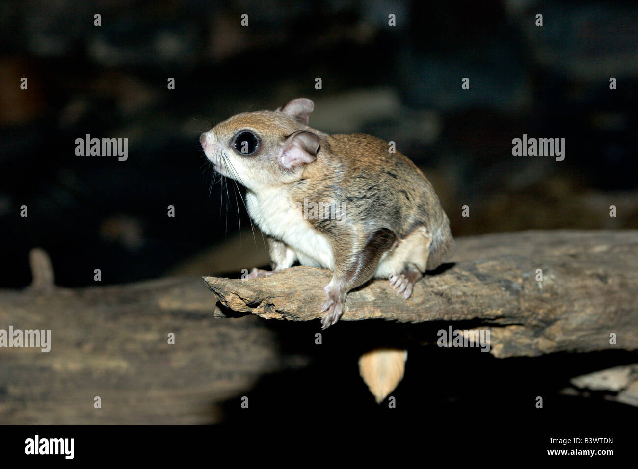Northern Flying Squirrel Glaucomys sabrinus Stock Photo - Alamy