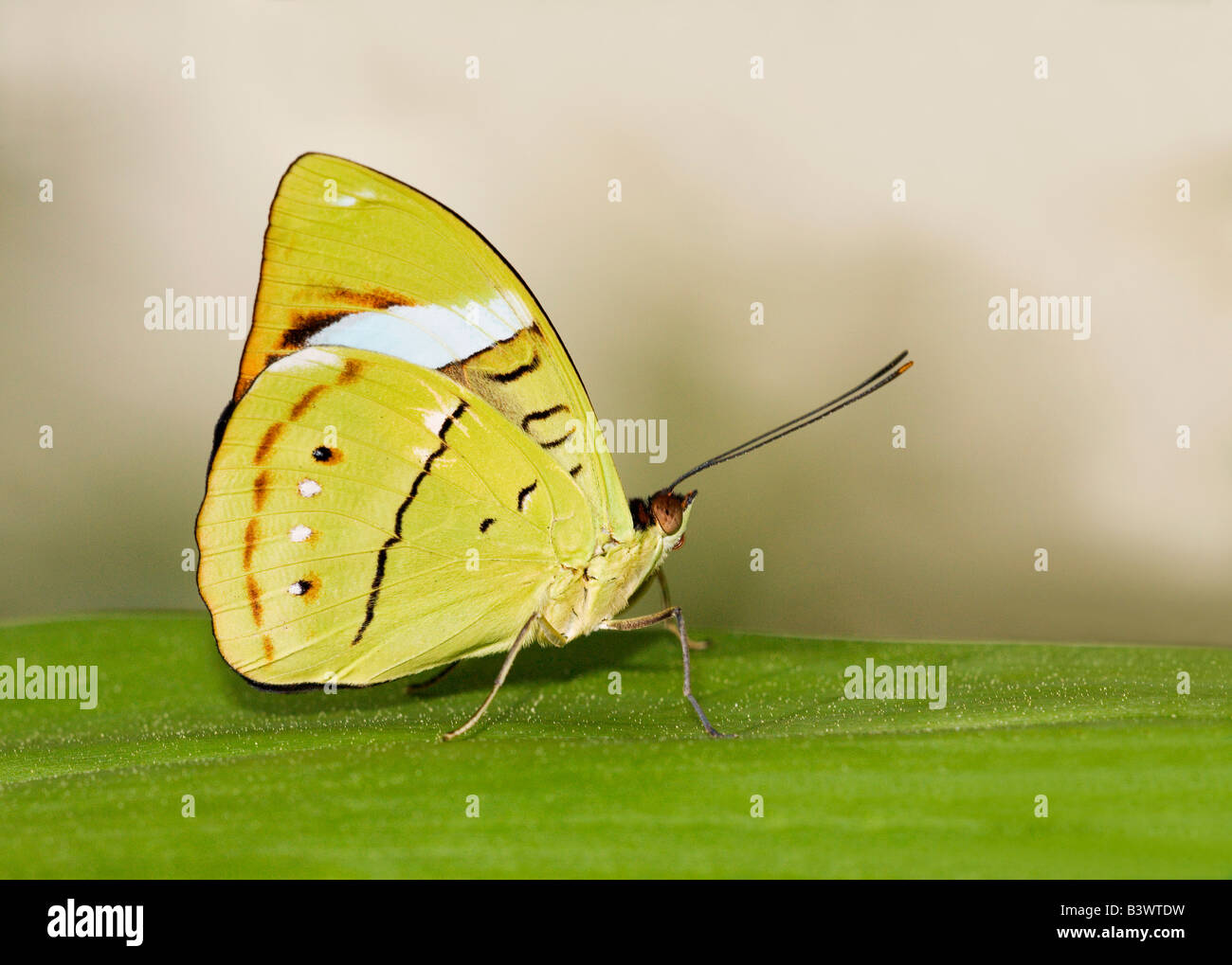 Nessaea aglaura hi-res stock photography and images - Alamy