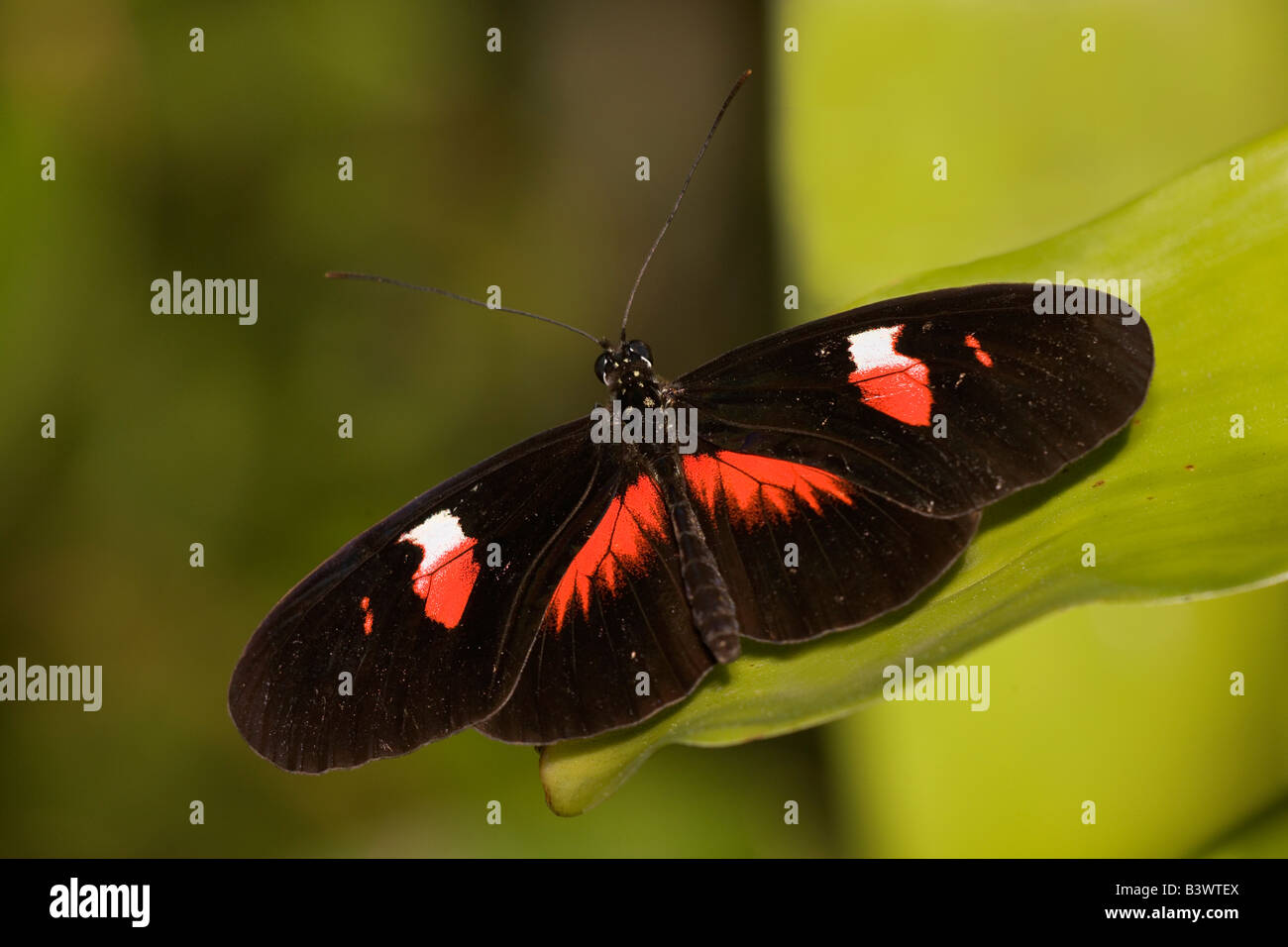 Postman butterfly (Heliconius melpomene) on a leaf Stock Photo - Alamy