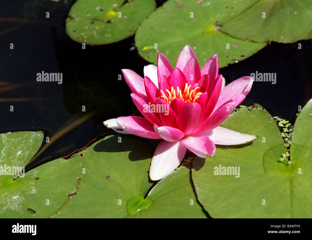 Water Lily Nymphaea Masaniello Nymphaeaceae Stock Photo - Alamy