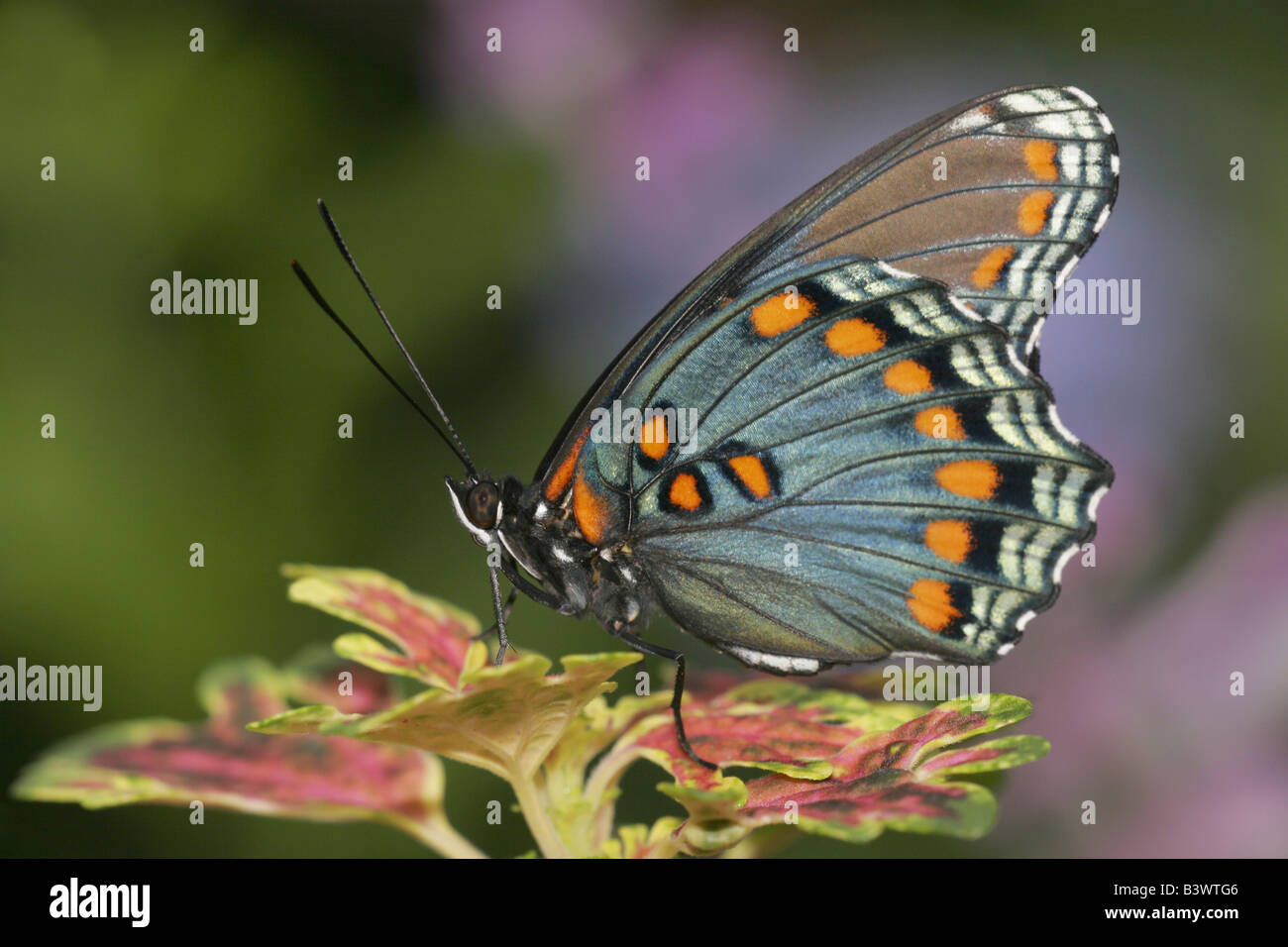 Red-Spotted Purple butterfly (Limenitis arthemis astyanax) on leaves ...