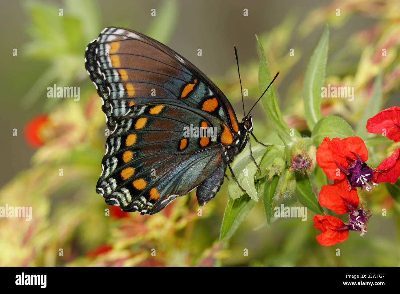 Red-Spotted Purple butterfly (Limenitis arthemis astyanax) pollinating ...