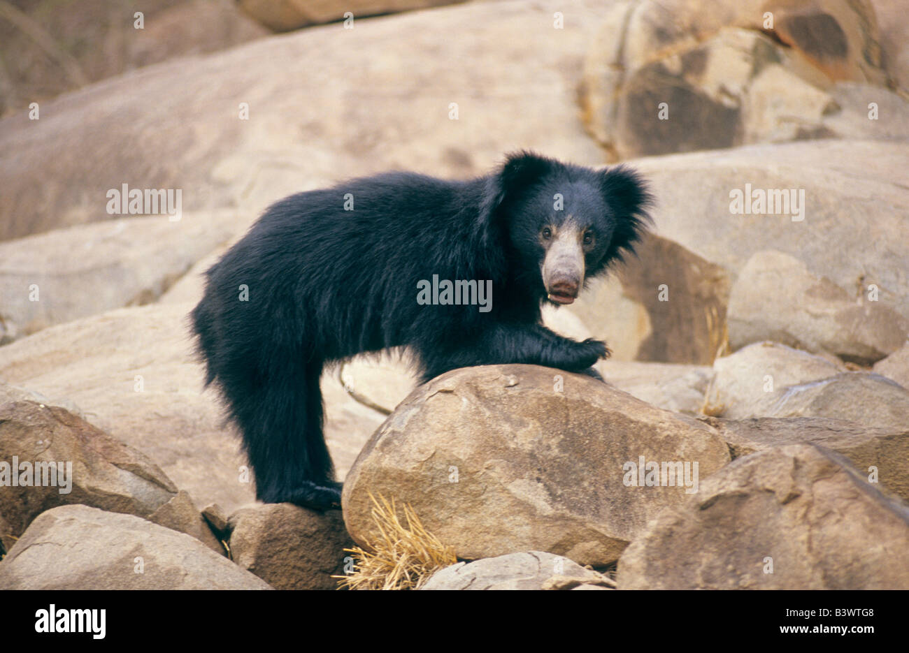 Indian sloth Bear, south India climbing up a rock Stock Photo - Alamy
