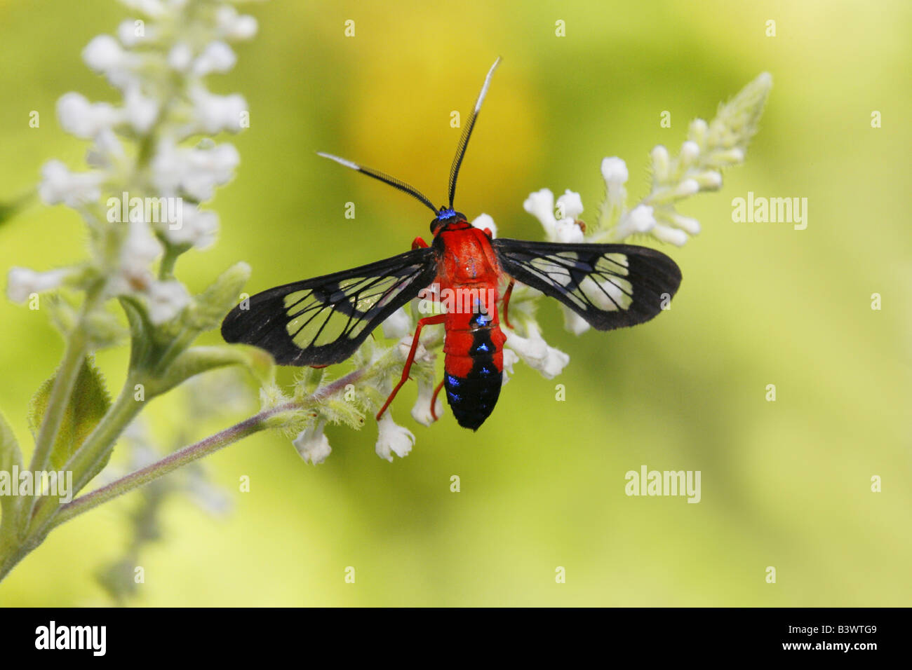 Scarlet-bodied Wasp moth (Cosmosoma myrodora) pollinating flowers Stock ...