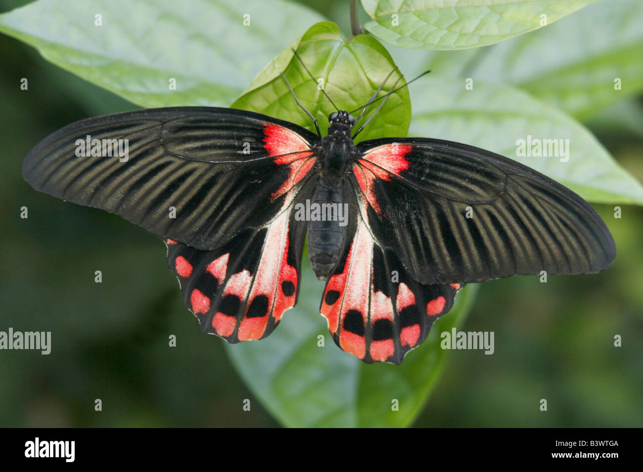Scarlet Mormon Swallowtail butterfly (Papilio rumanzovia) on a leaf ...