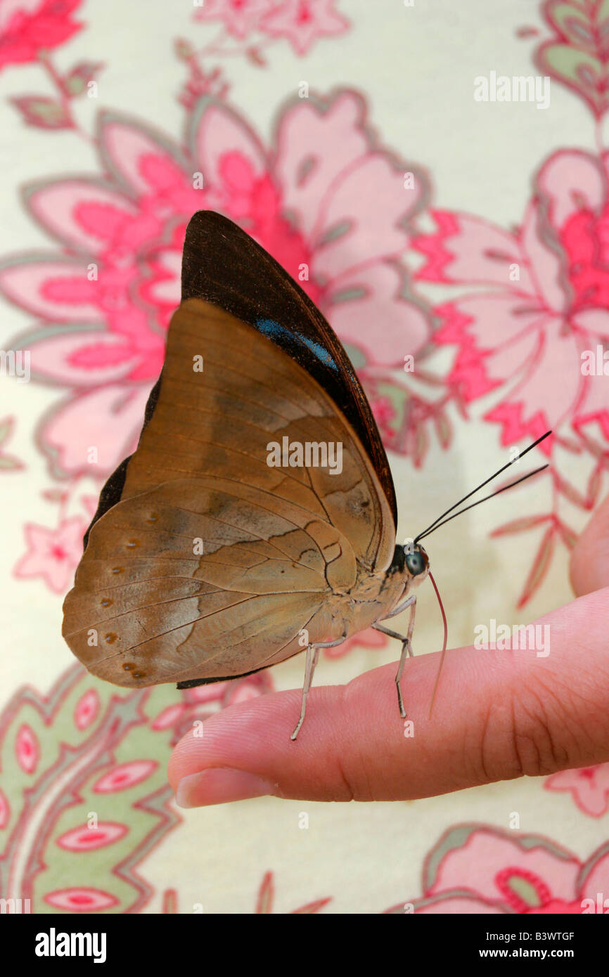 Tropical Blue Wave butterfly (Myscelia cyaniris) on a person's finger ...