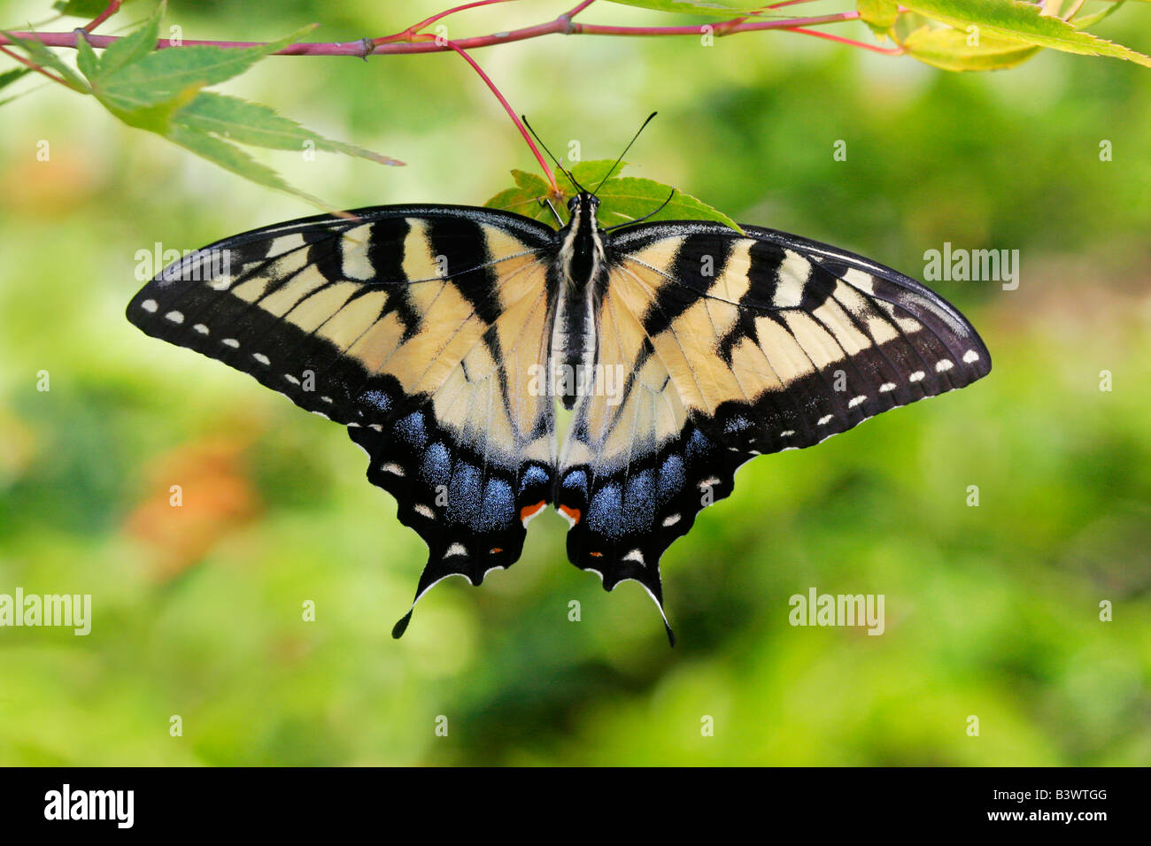 Close-up of an Eastern Tiger Swallowtail butterfly (Papilio glaucus ...