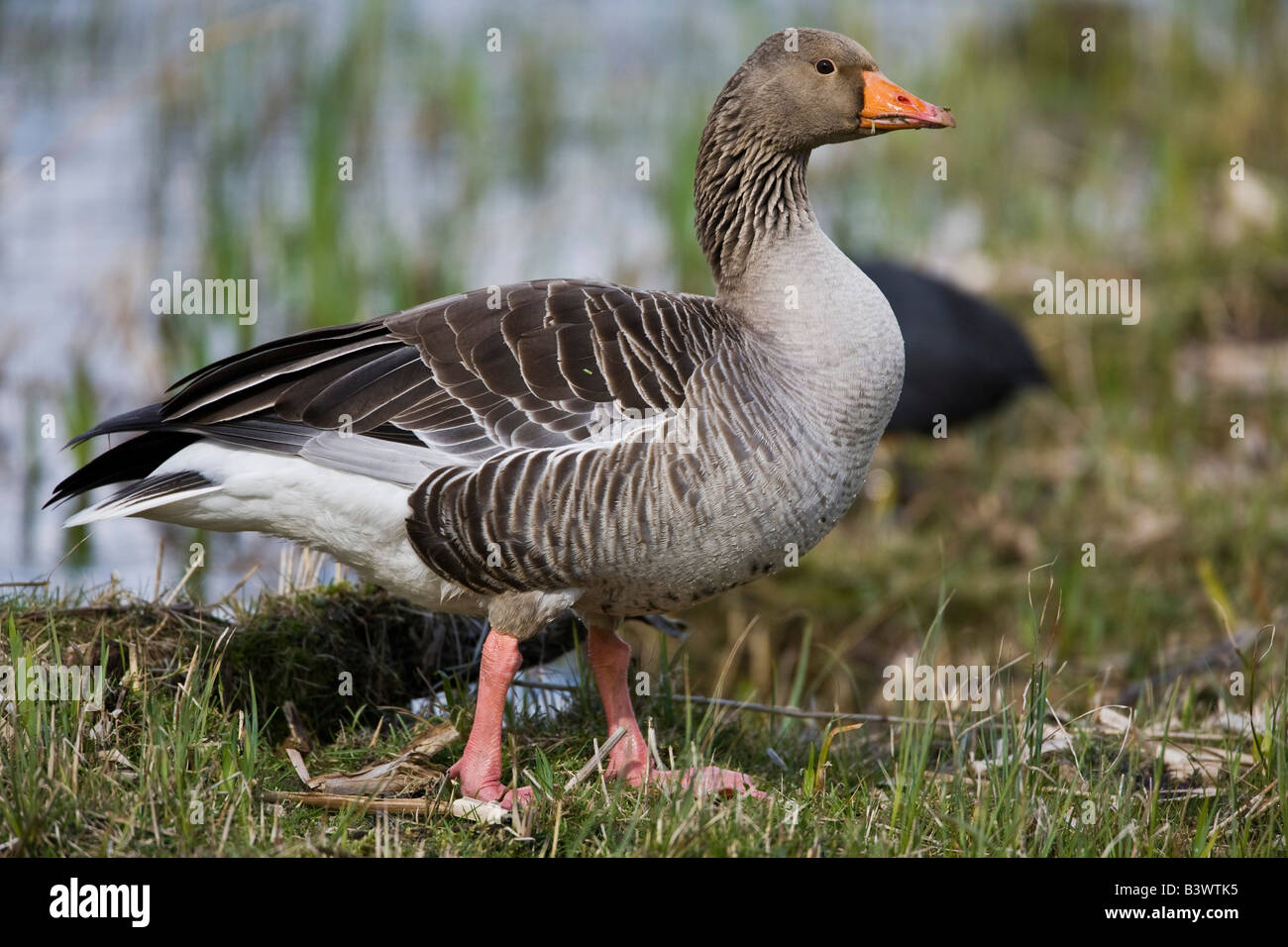 Aner hi-res stock photography and images - Alamy