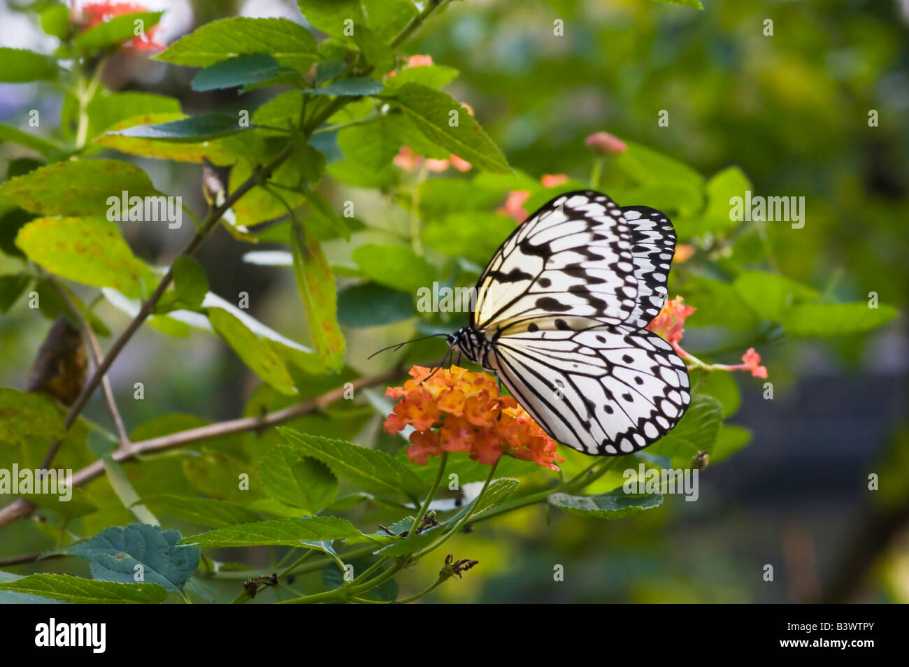 Taiwan endemic species hi-res stock photography and images - Alamy
