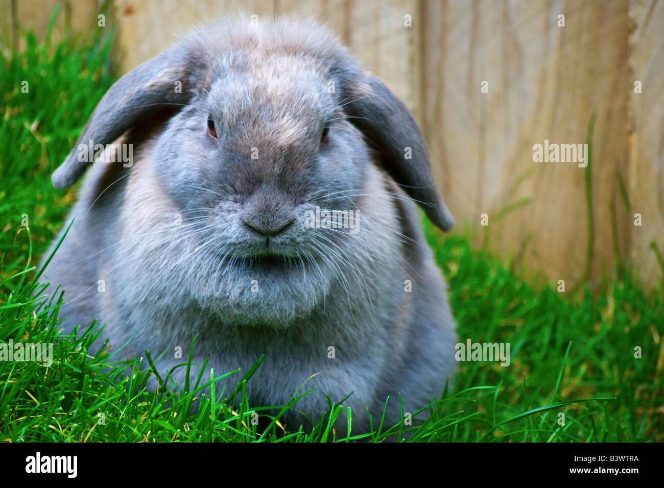 A colour photograph of a blue rabbit (002 Stock Photo - Alamy