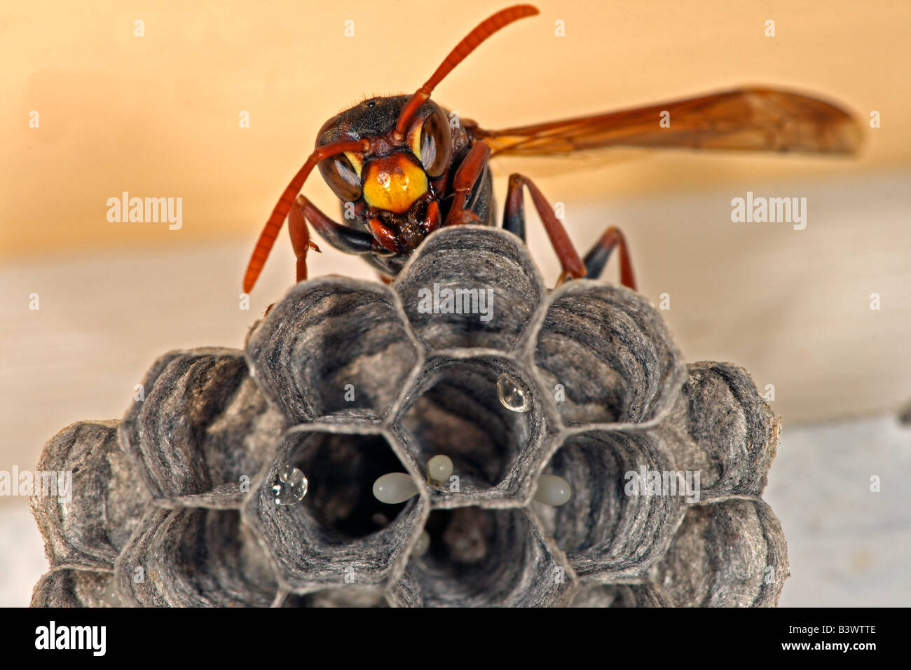 Common paper wasp (Polistes humilis) queen on nest showing its two huge ...