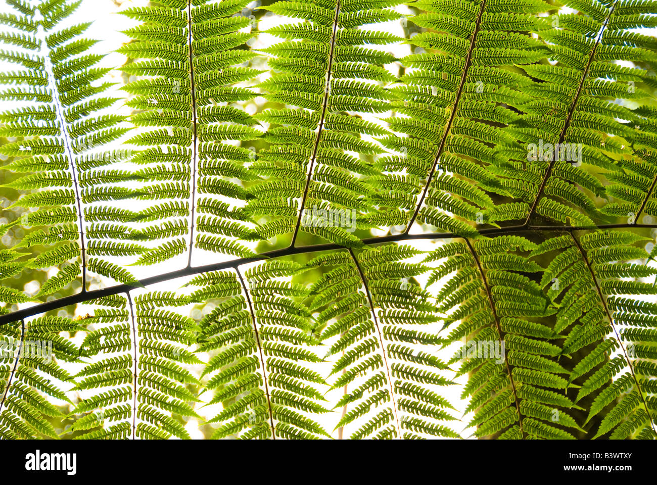 Details of leaves on a tree Stock Photo - Alamy