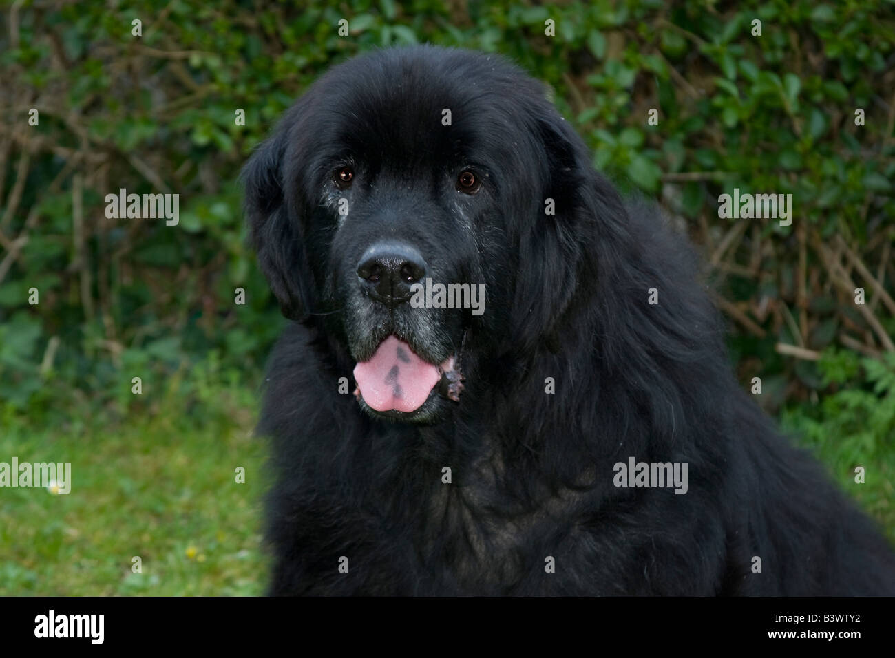 Newfoundland black dog Head and shoulder.Facing, drooling. 51435 Dog ...