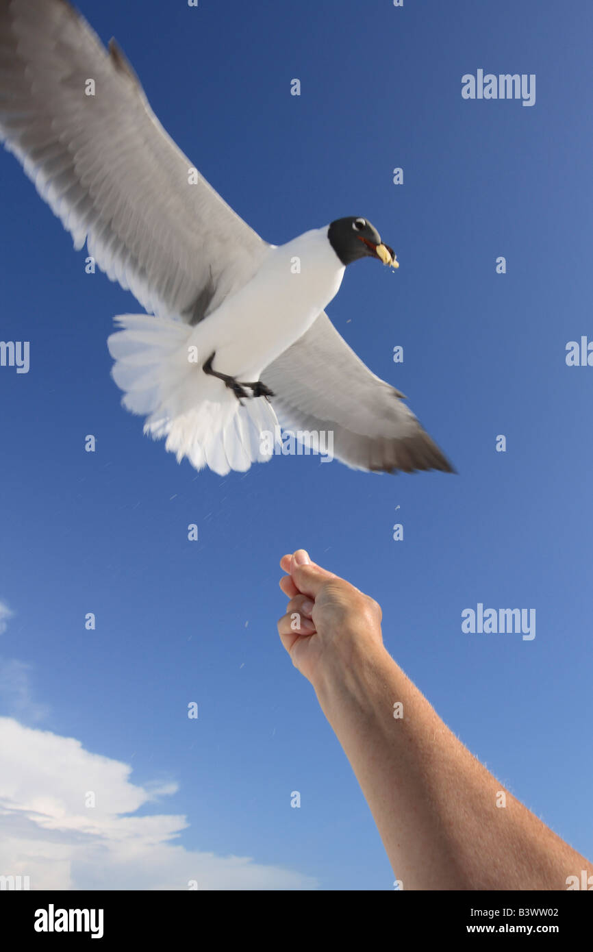 One hand low wing hi-res stock photography and images - Alamy