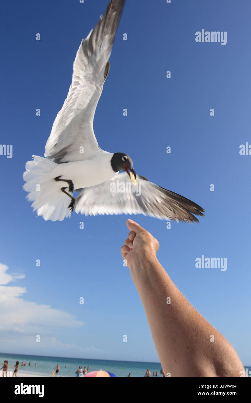 One hand low wing hi-res stock photography and images - Alamy