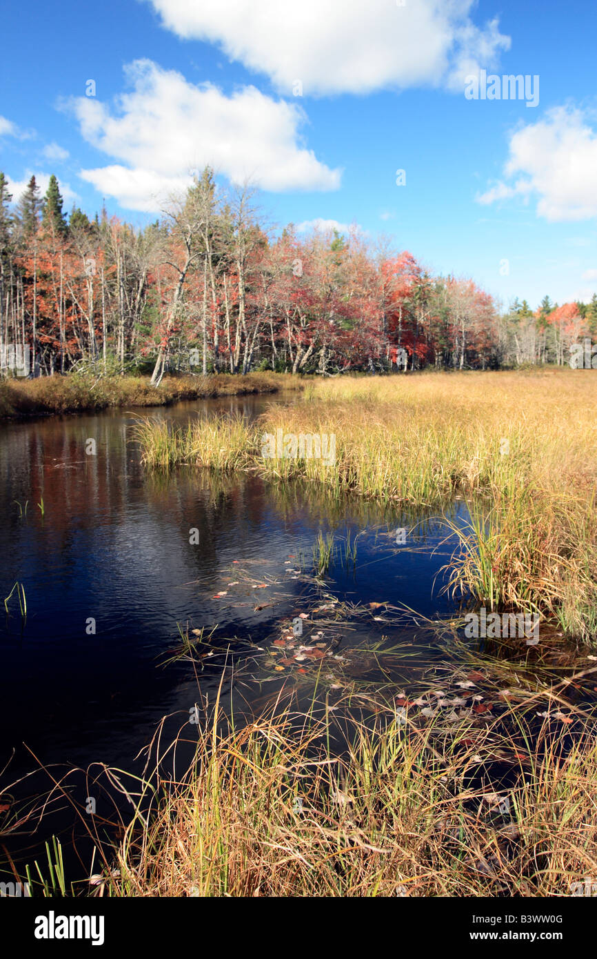 Pond in a forest, Kejimkujik National Park, Nova Scotia, Canada Stock ...