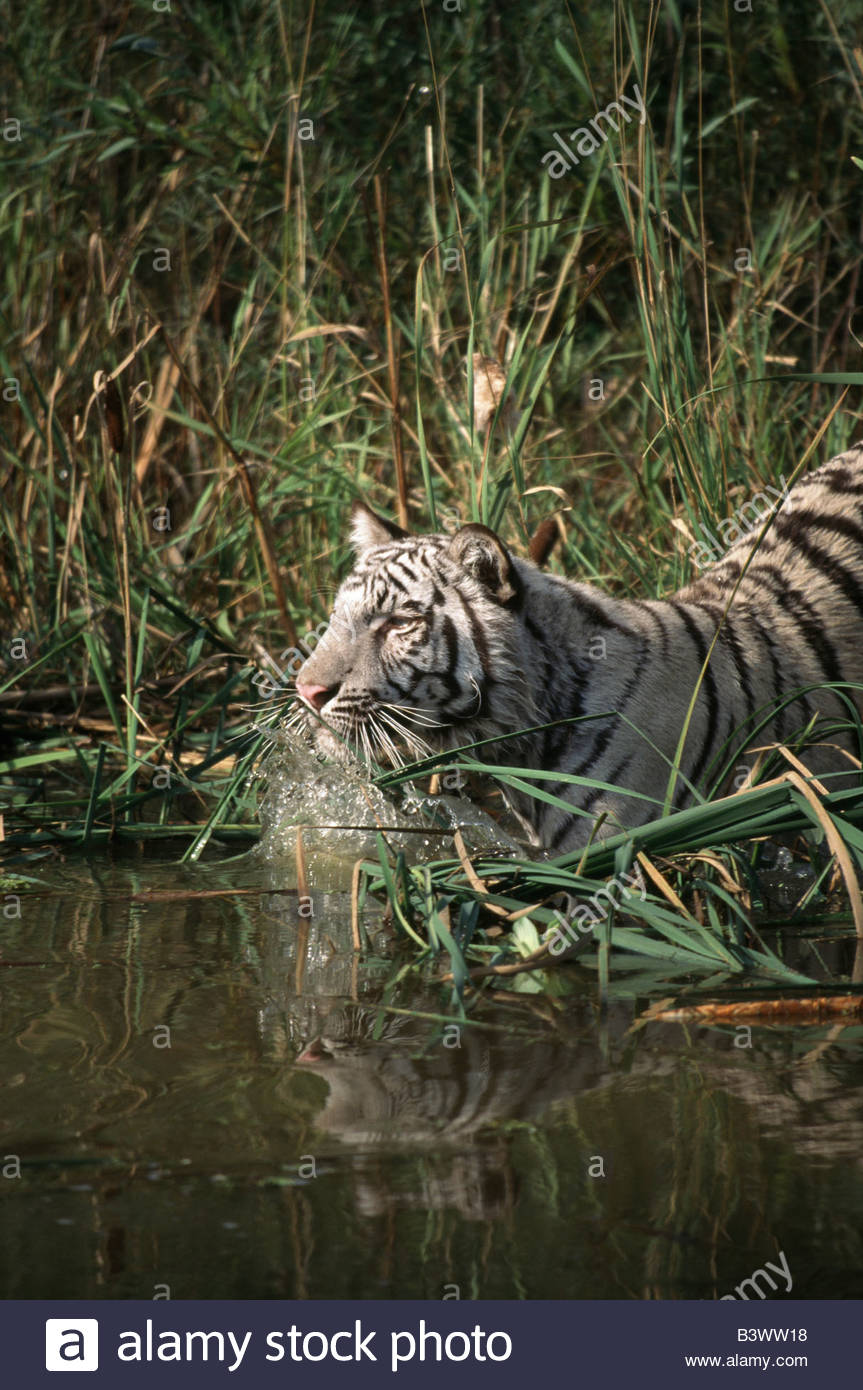 Side Profile Wild Bengal Tiger Stock Photos & Side Profile Wild Bengal ...