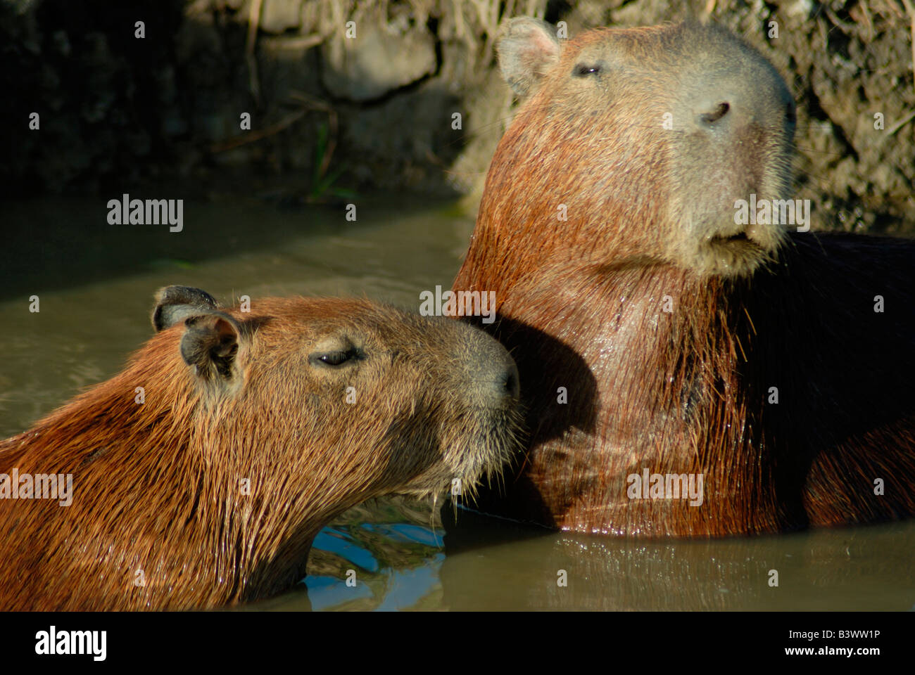 Capybaras venezuela hi-res stock photography and images - Alamy