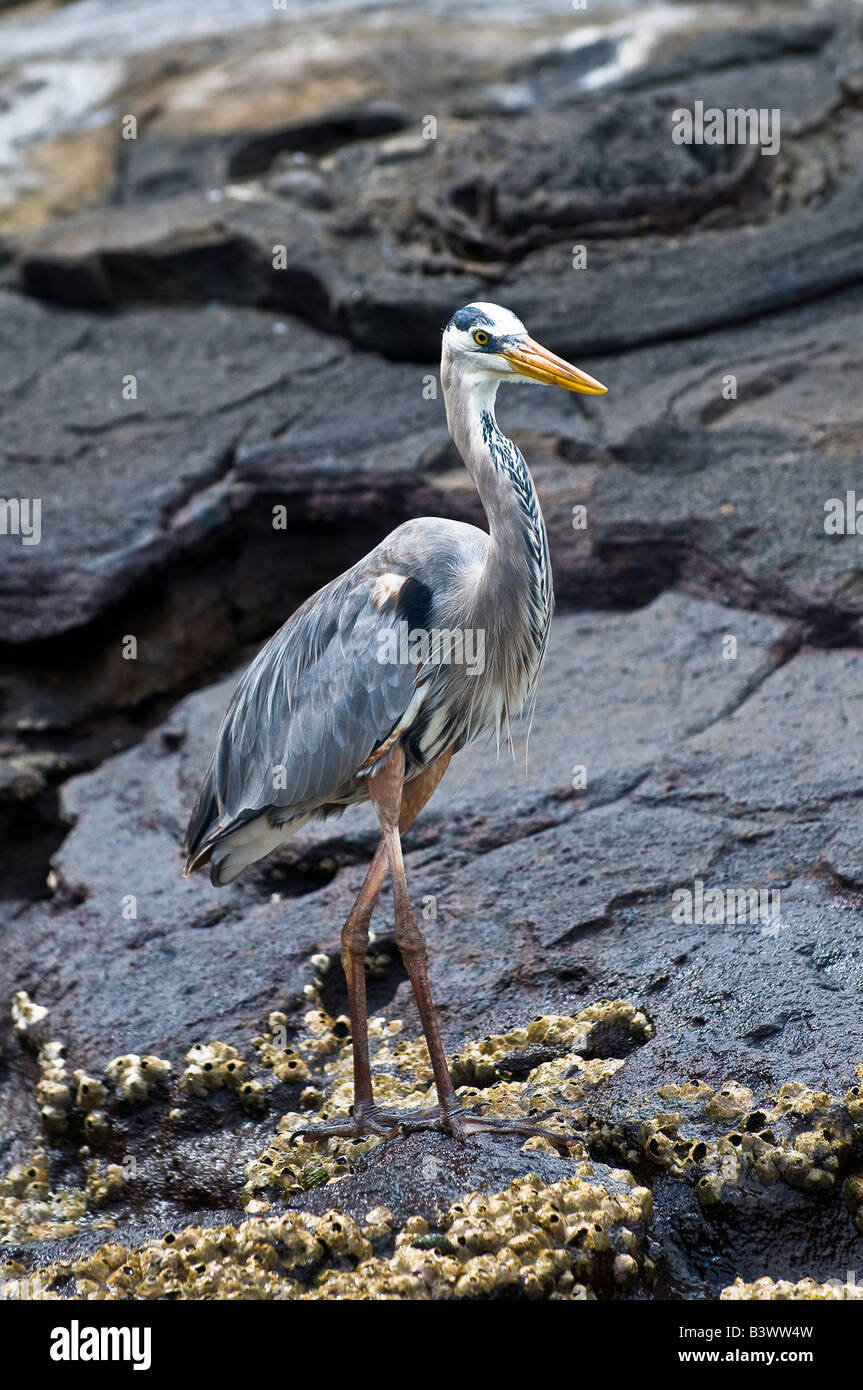 Great Blue Heron on rock Stock Photo - Alamy