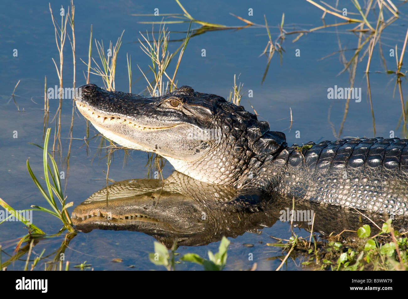 American alligator (Alligator mississipiensis) swimming in a lake Stock ...