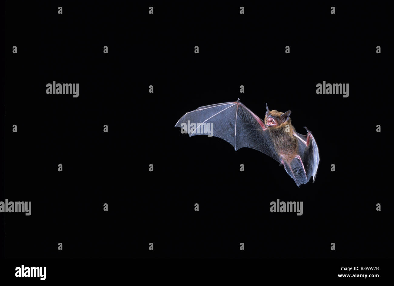 Big brown bat eptesicus fuscus hi-res stock photography and images - Alamy