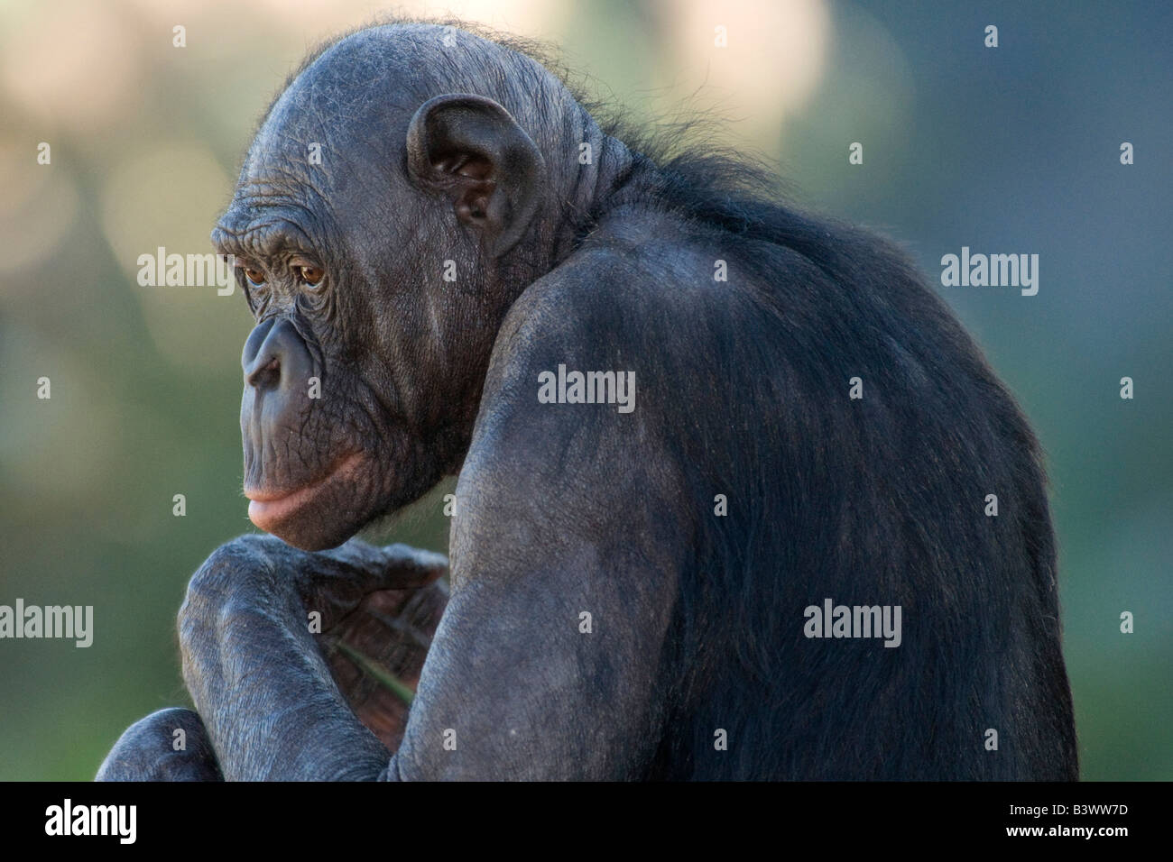 Close-up of a Bonobo (Pan paniscus Stock Photo - Alamy