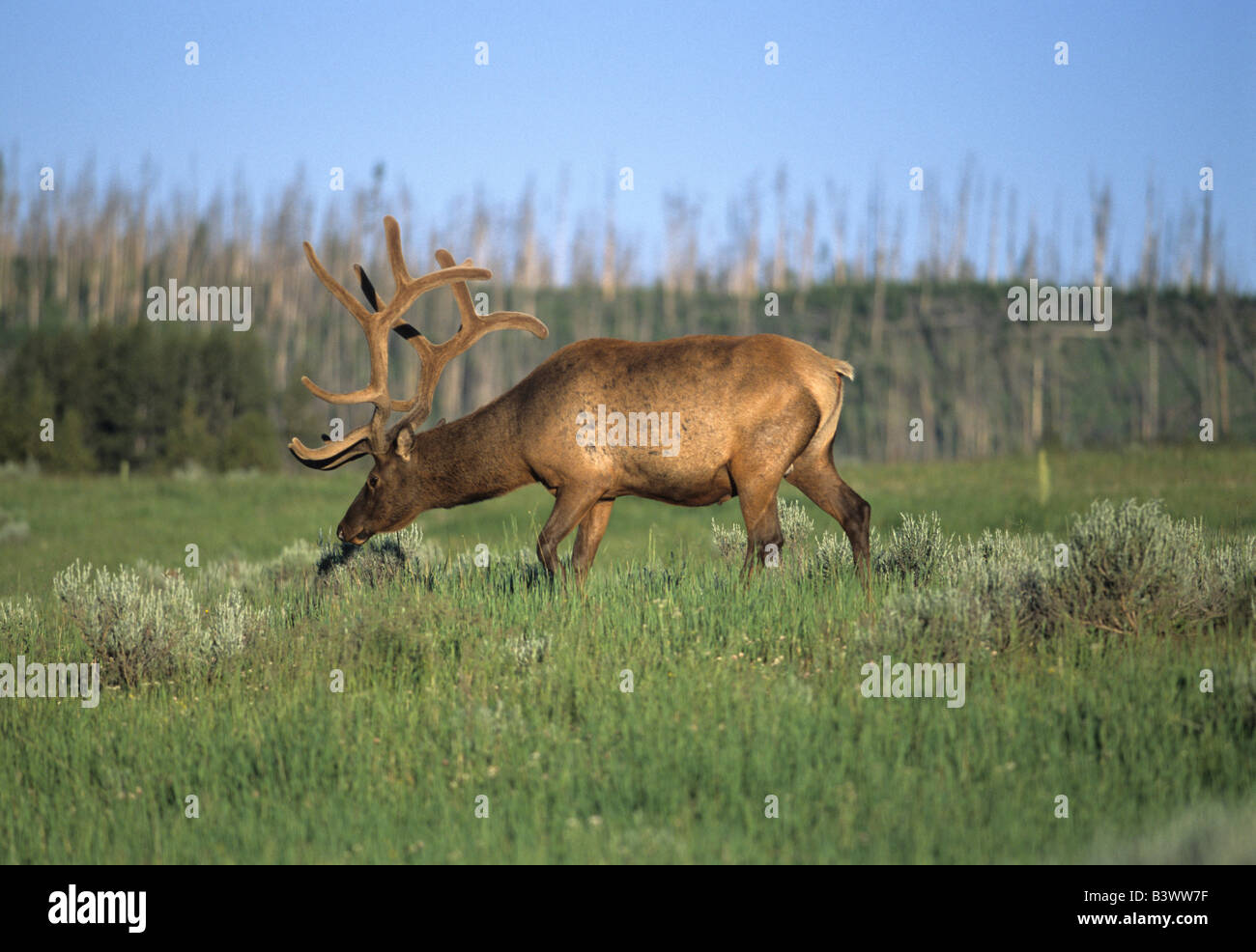 Elk bull side profile hi-res stock photography and images - Alamy