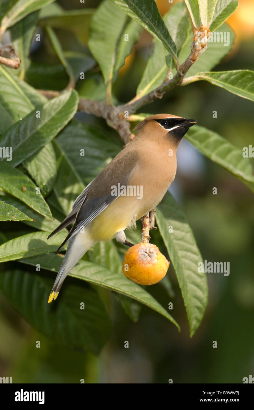 Close-up of a Cedar waxwing (Bombycilla cedrorum) perching on a Loquat ...