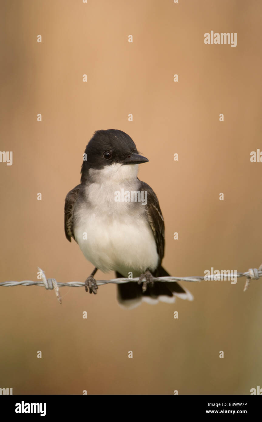 Close-up of an Eastern kingbird (Tyrannus tyrannus) perching on a ...