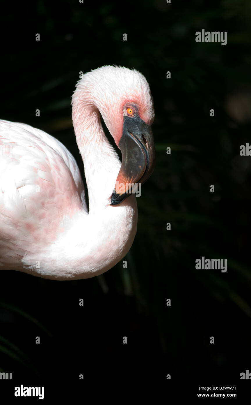 Flamingo bird profile view hi-res stock photography and images - Alamy